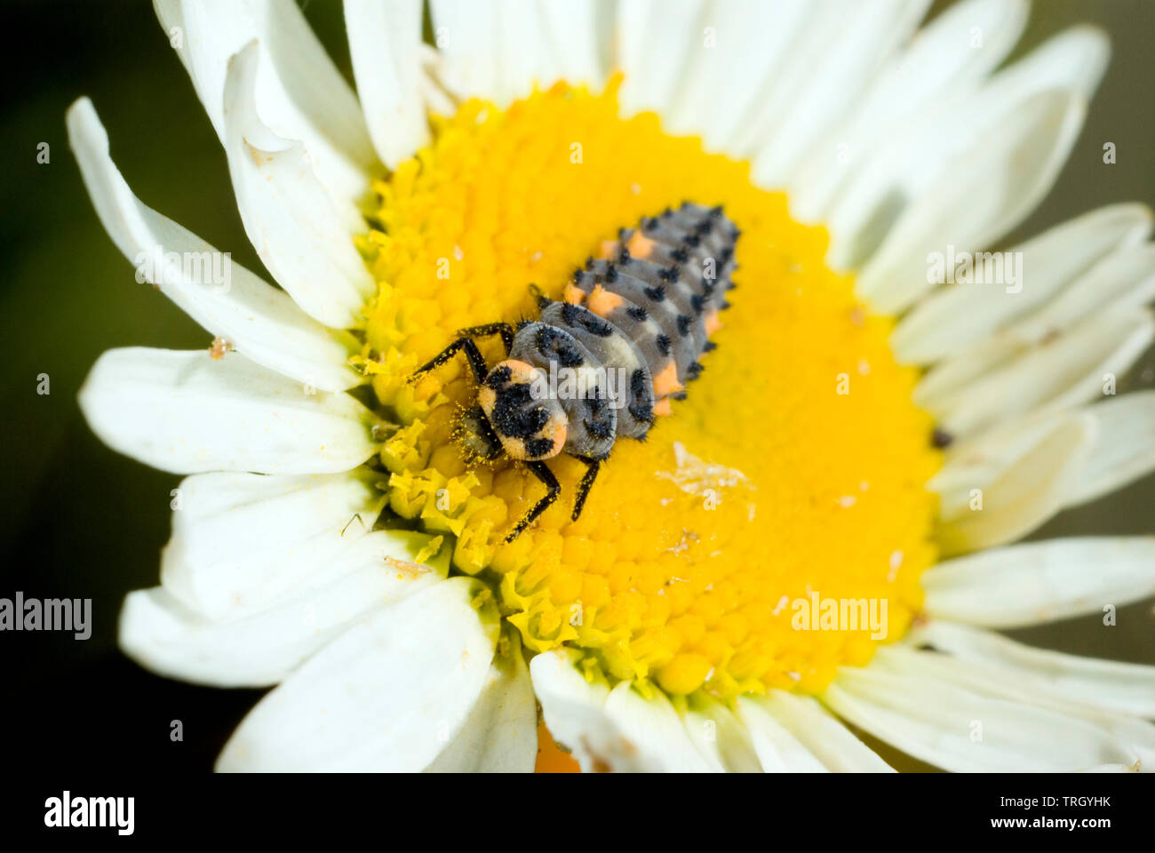 Ladybird larvae hi-res stock photography and images - Alamy