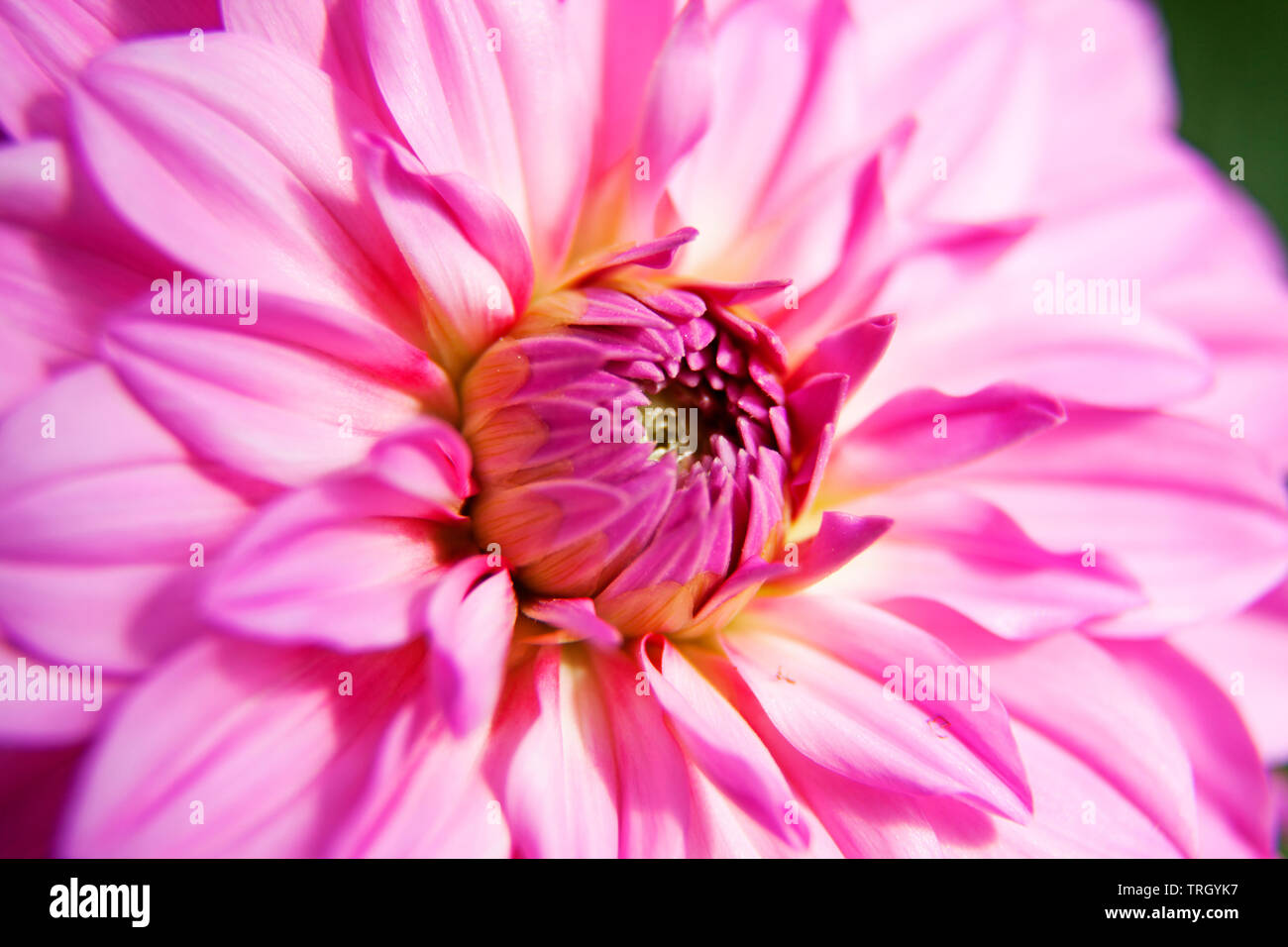 light pink flower close up Stock Photo - Alamy