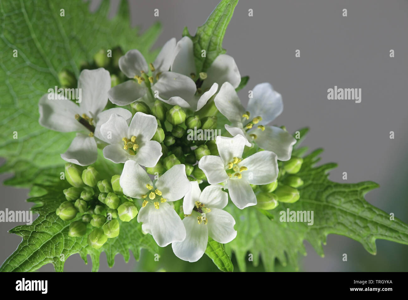 Alliaria petiolata, known as jack-by-the-hedge, garlic mustard, garlic ...
