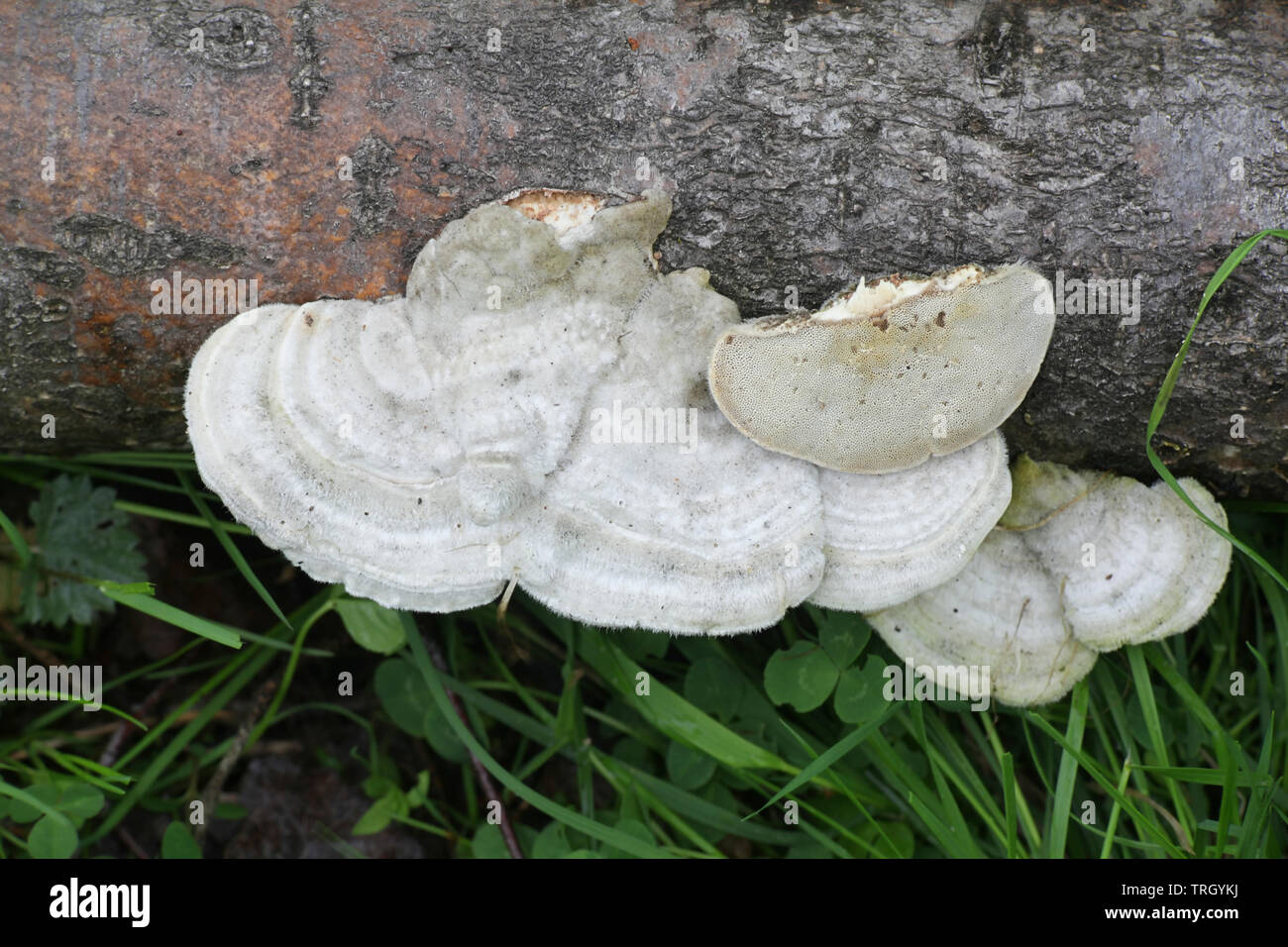Trametes pubescens, a turkey tail fungus commonly called the hairy ...