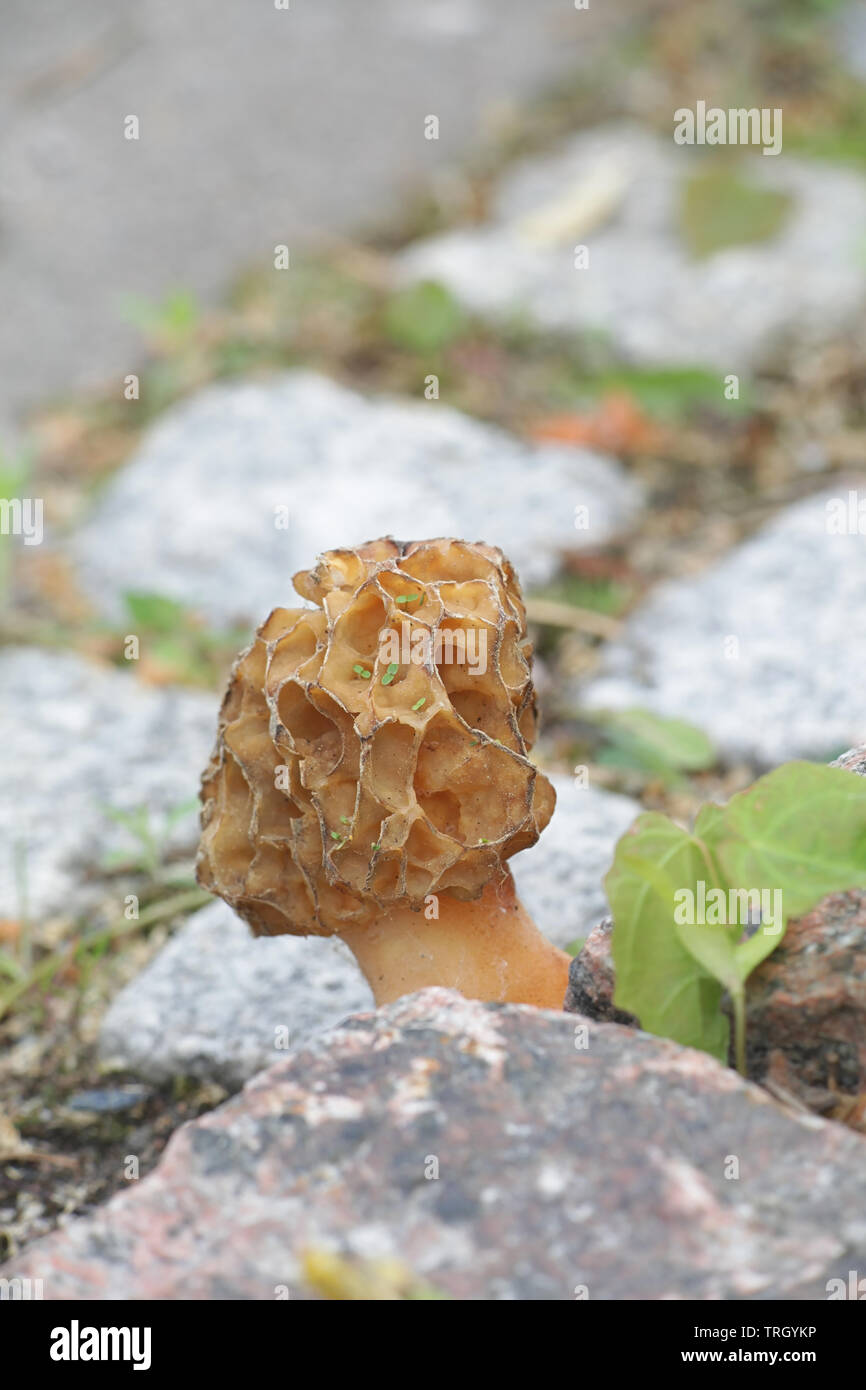 Morchella esculenta, commonly known as common morel, morel, yellow ...