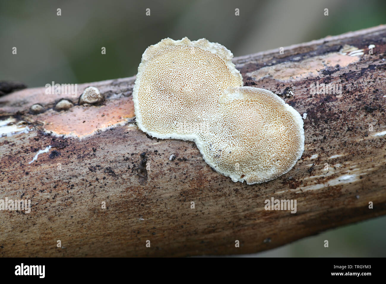 Trametes pubescens, a turkey tail fungus commonly called the hairy ...