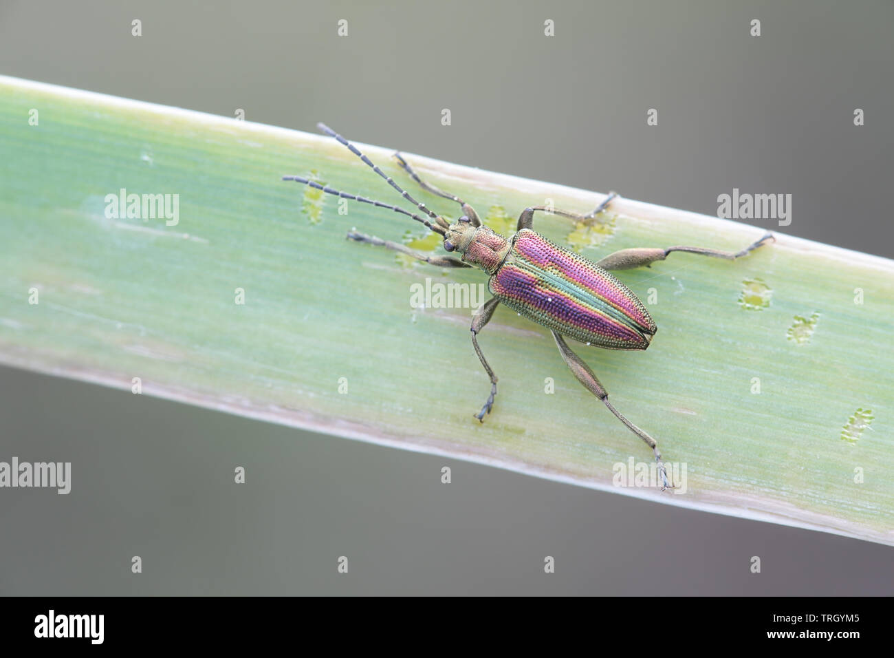 Donacia aquatica, known as the zircon reed beetle Stock Photo - Alamy