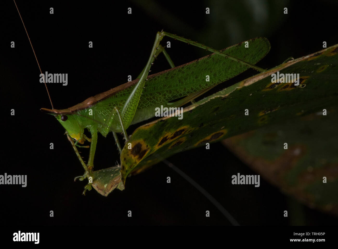 Katydid amazon hi-res stock photography and images - Alamy