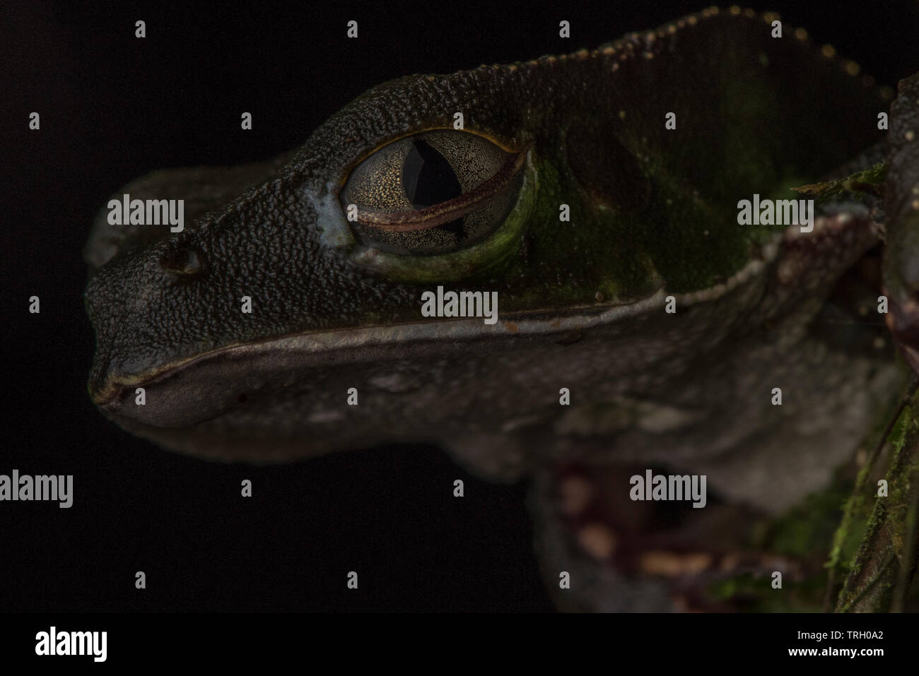 Nictitating membrane hi-res stock photography and images - Alamy