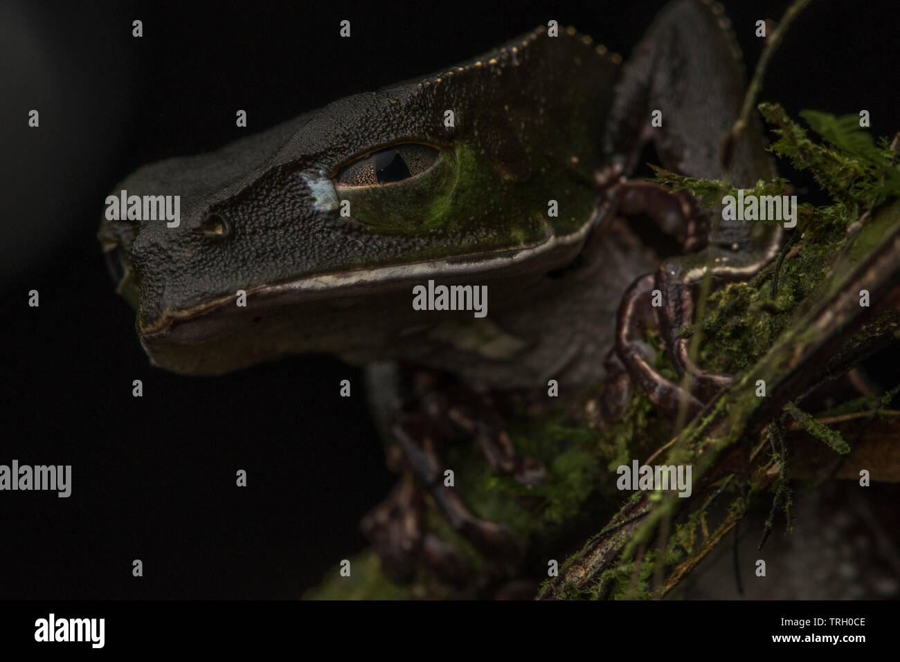 Frog nictitating membrane hi-res stock photography and images - Alamy