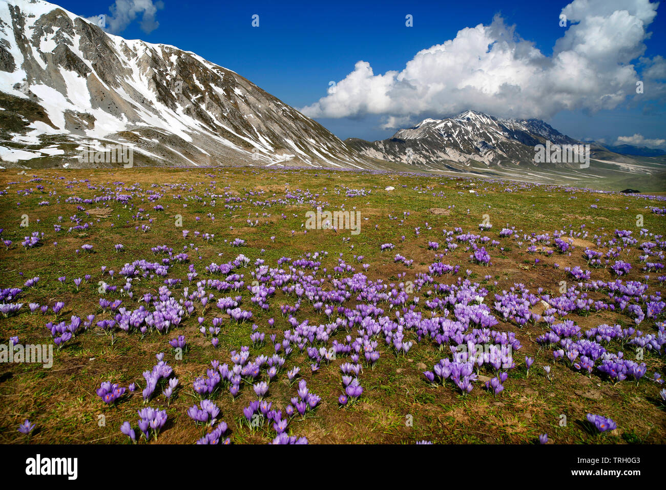 Spring Crocus Crocus Vernus High Resolution Stock Photography and ...