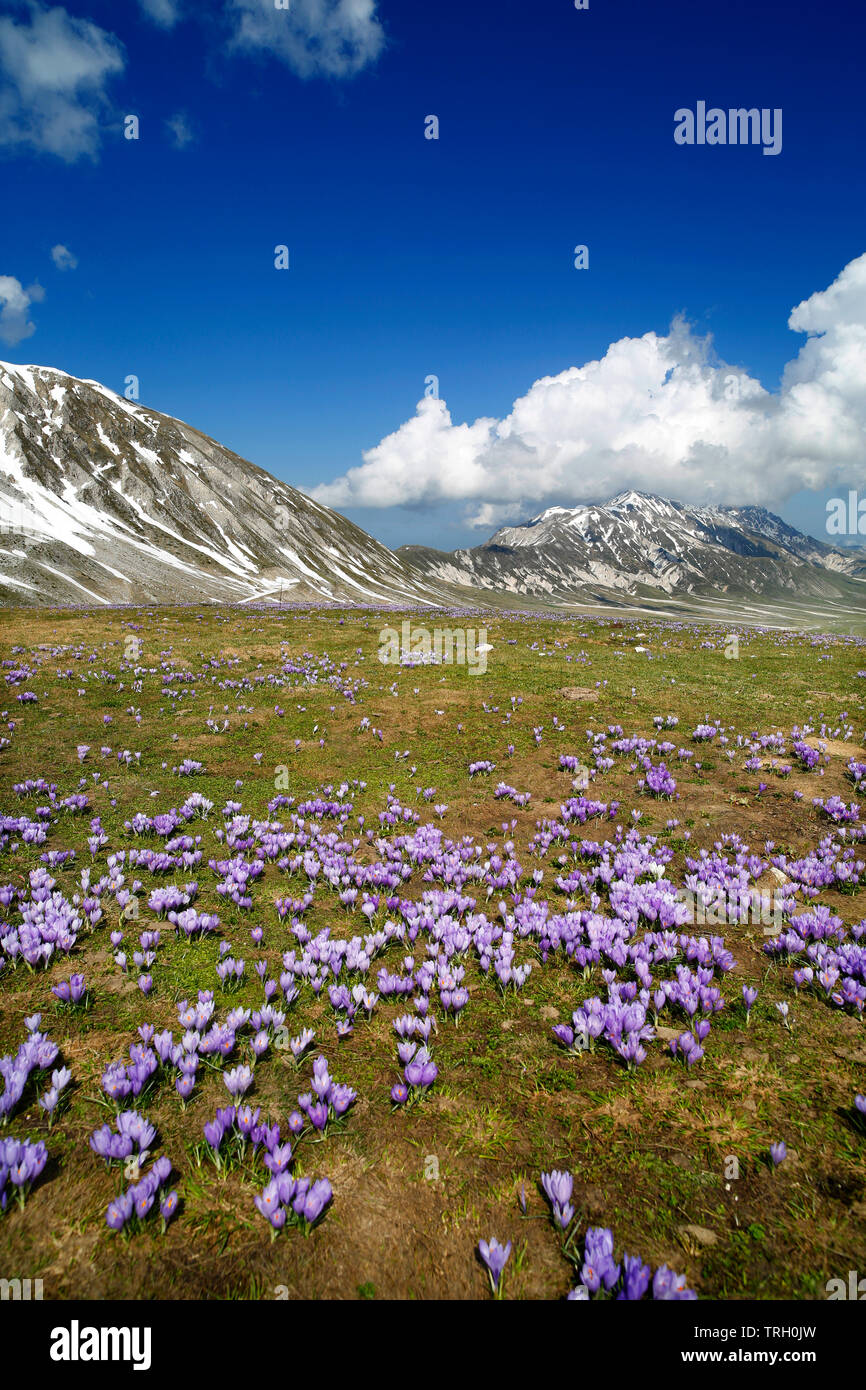 Spring Crocus, Crocus Vernus, growing on Campo Imperatore in the Gran ...