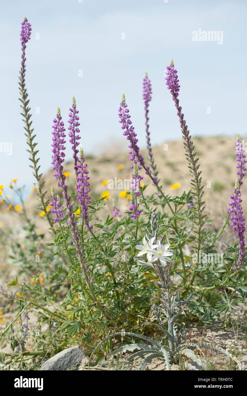 Desert Lupine: 2019 Superbloom in the Anza Borrego Desert Stock Photo ...
