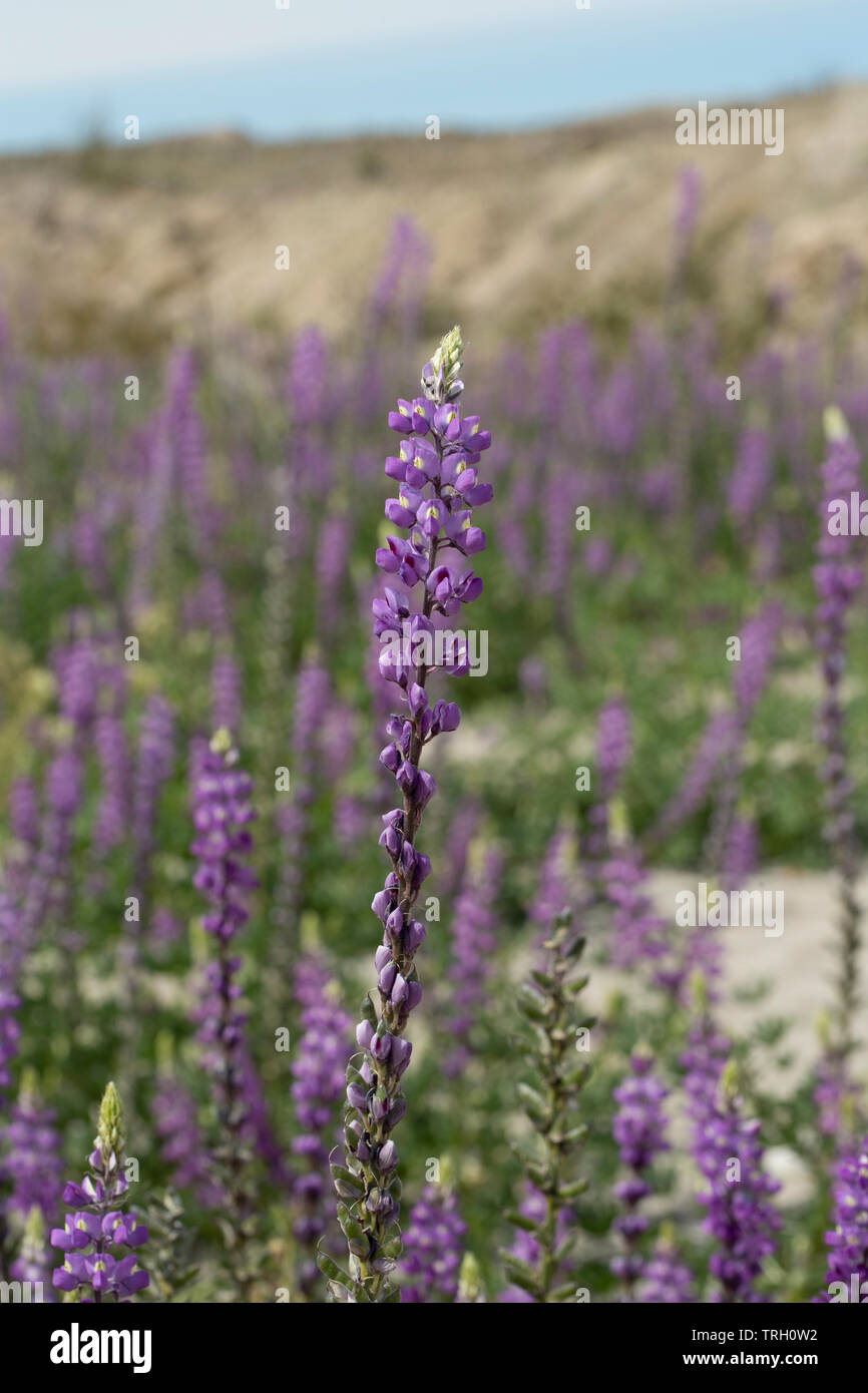 Desert Lupine: 2019 Superbloom in the Anza Borrego Desert Stock Photo ...