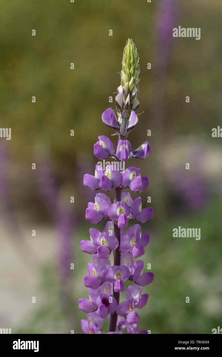 Desert Lupine: 2019 Superbloom in the Anza Borrego Desert Stock Photo ...