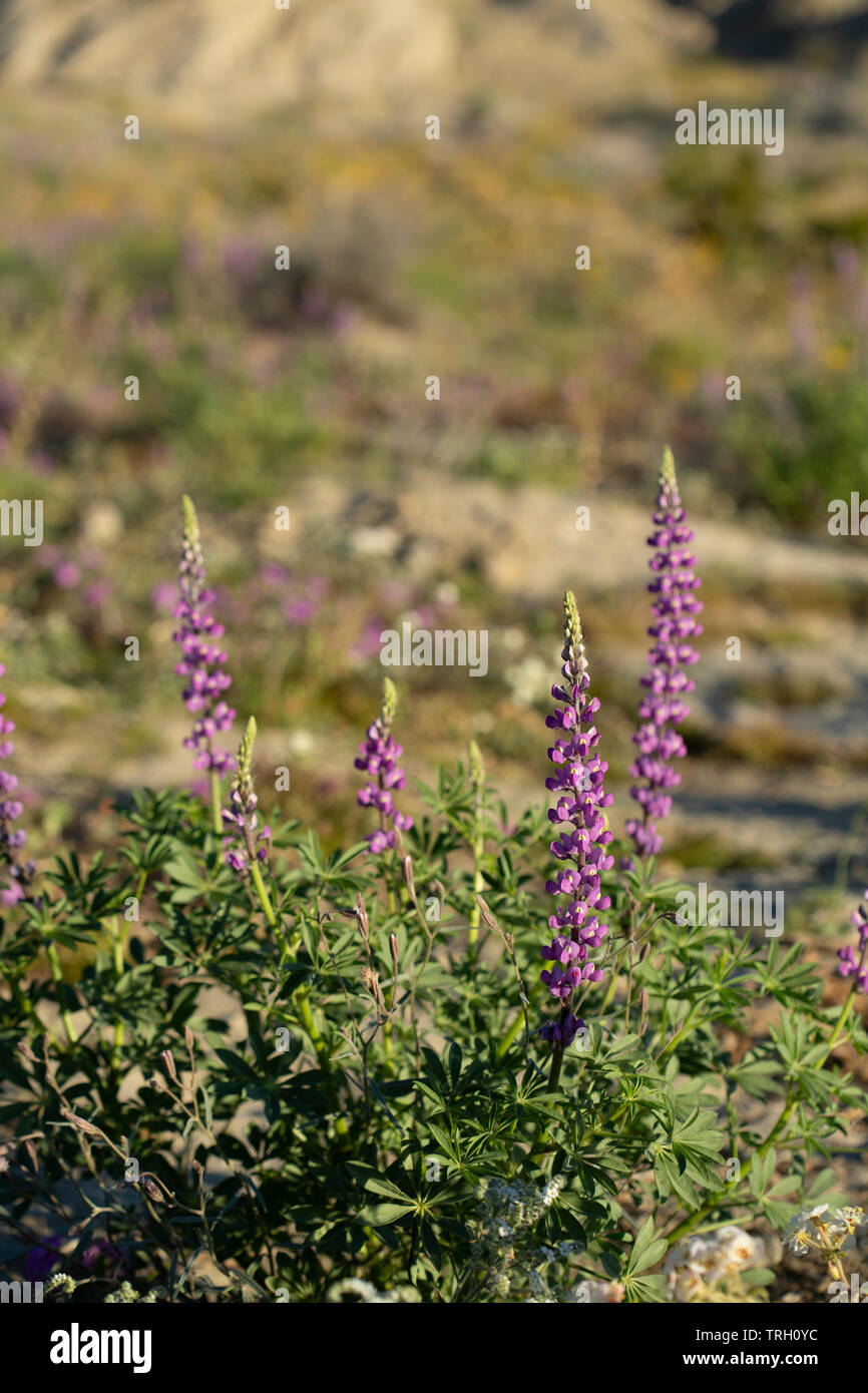 Desert Lupine: 2019 Superbloom in the Anza Borrego Desert Stock Photo ...
