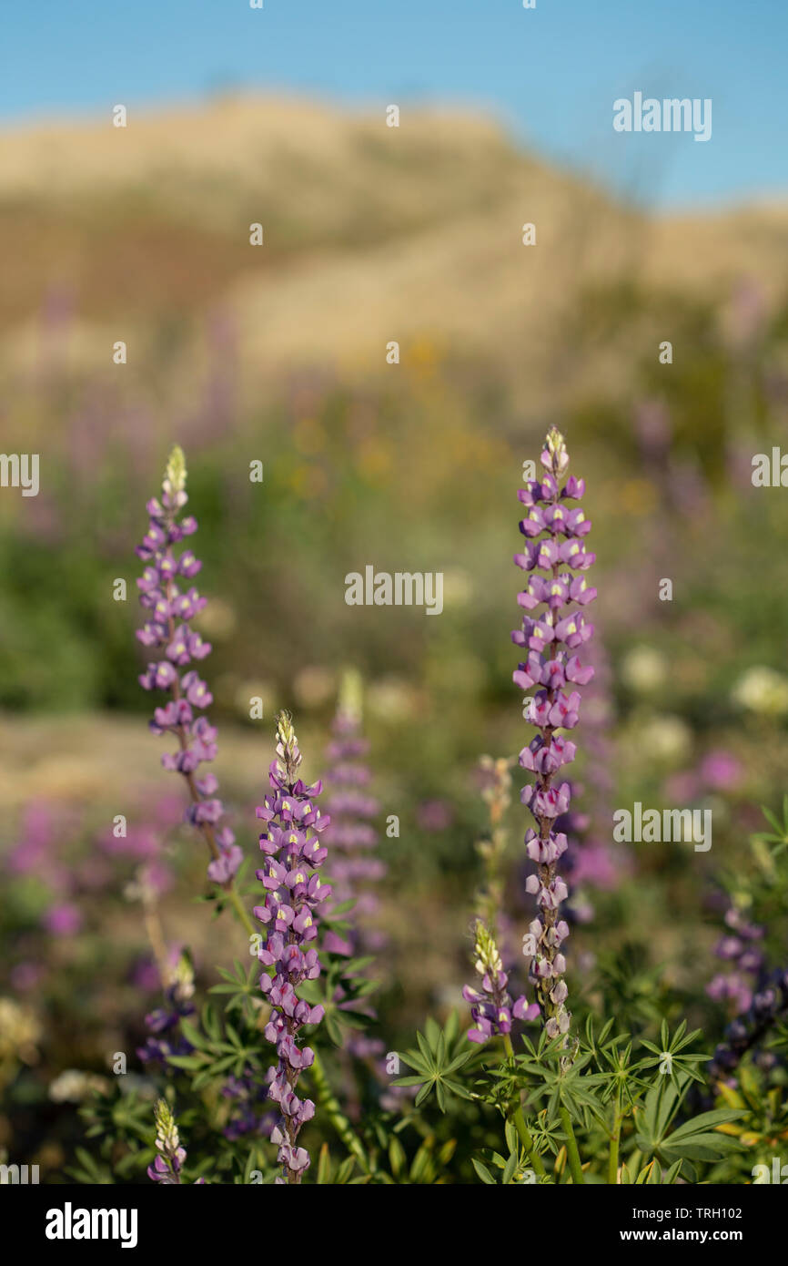 Desert Lupine: 2019 Superbloom in the Anza Borrego Desert Stock Photo ...