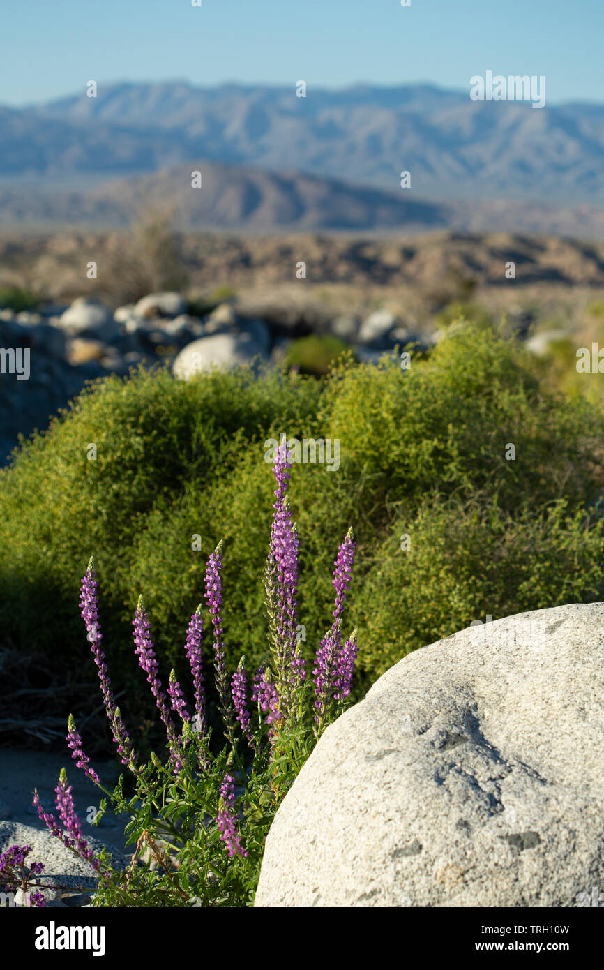 Desert Lupine: 2019 Superbloom in the Anza Borrego Desert Stock Photo ...
