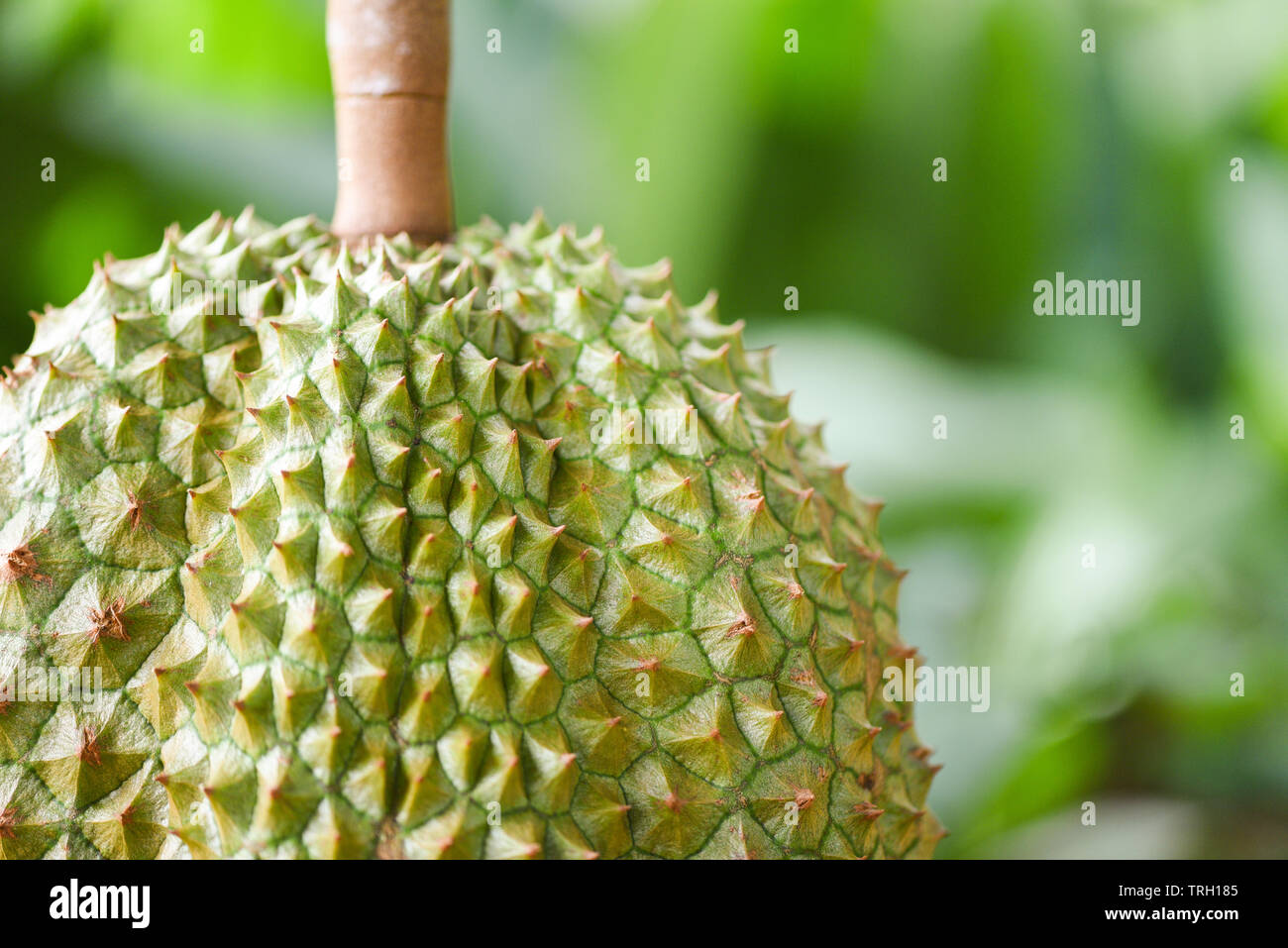 Fresh Durian tropical fruit garden on nature green background / Close ...