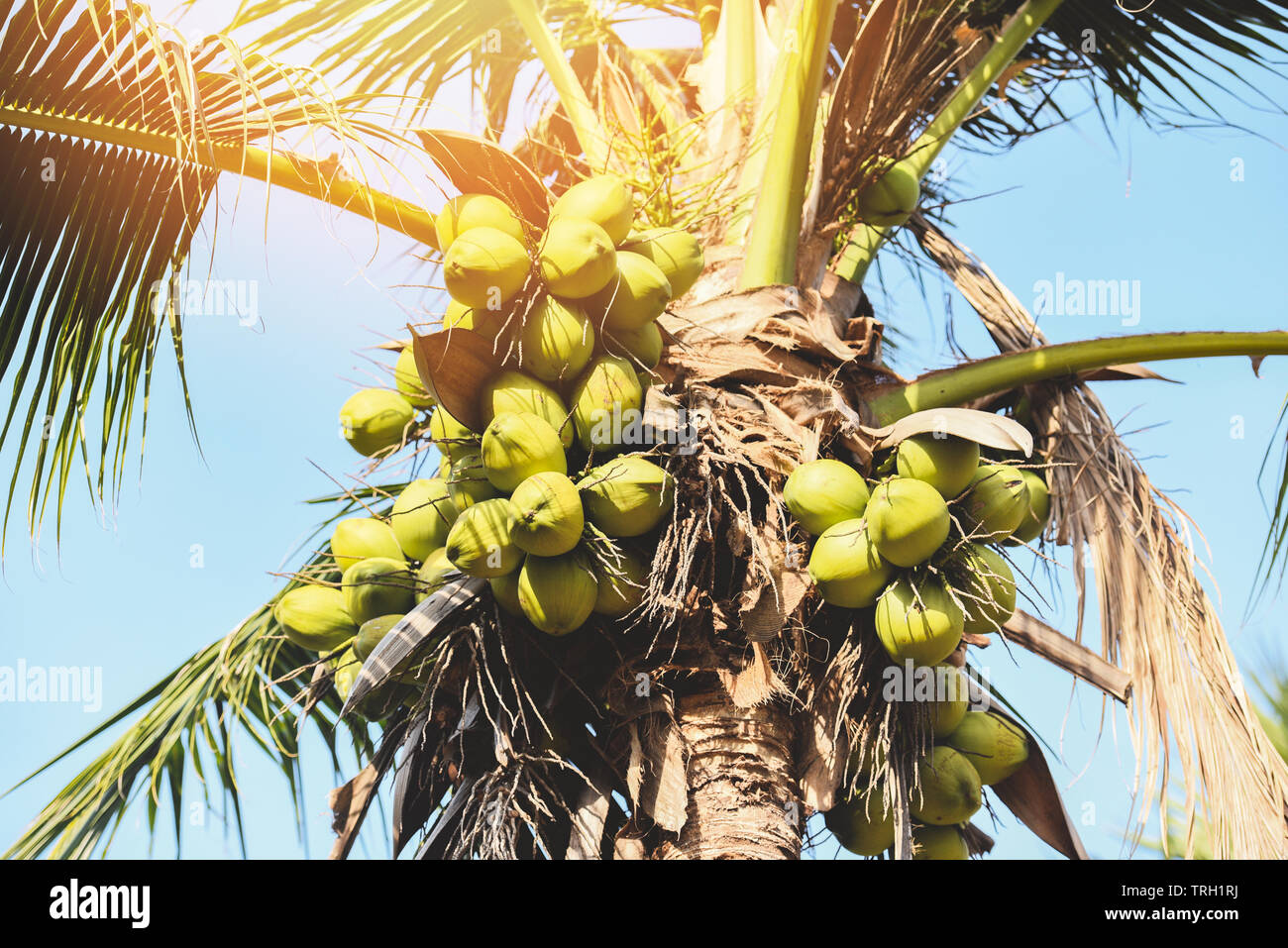 Coconut palm tree and coconut fruit in the tropical garden with blue ...