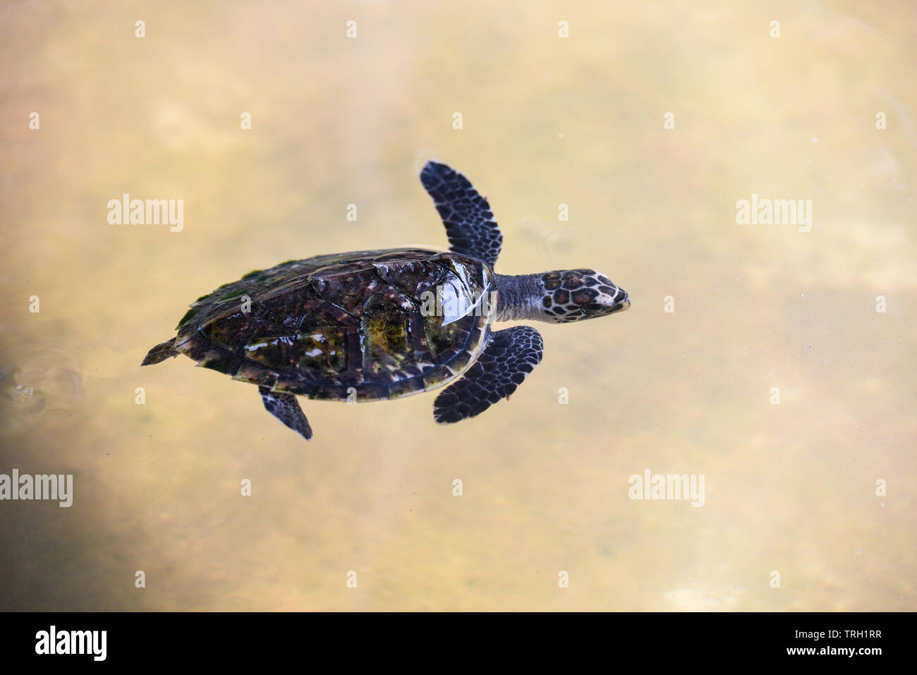 Baby sea turtle swimming underwater hi-res stock photography and images ...