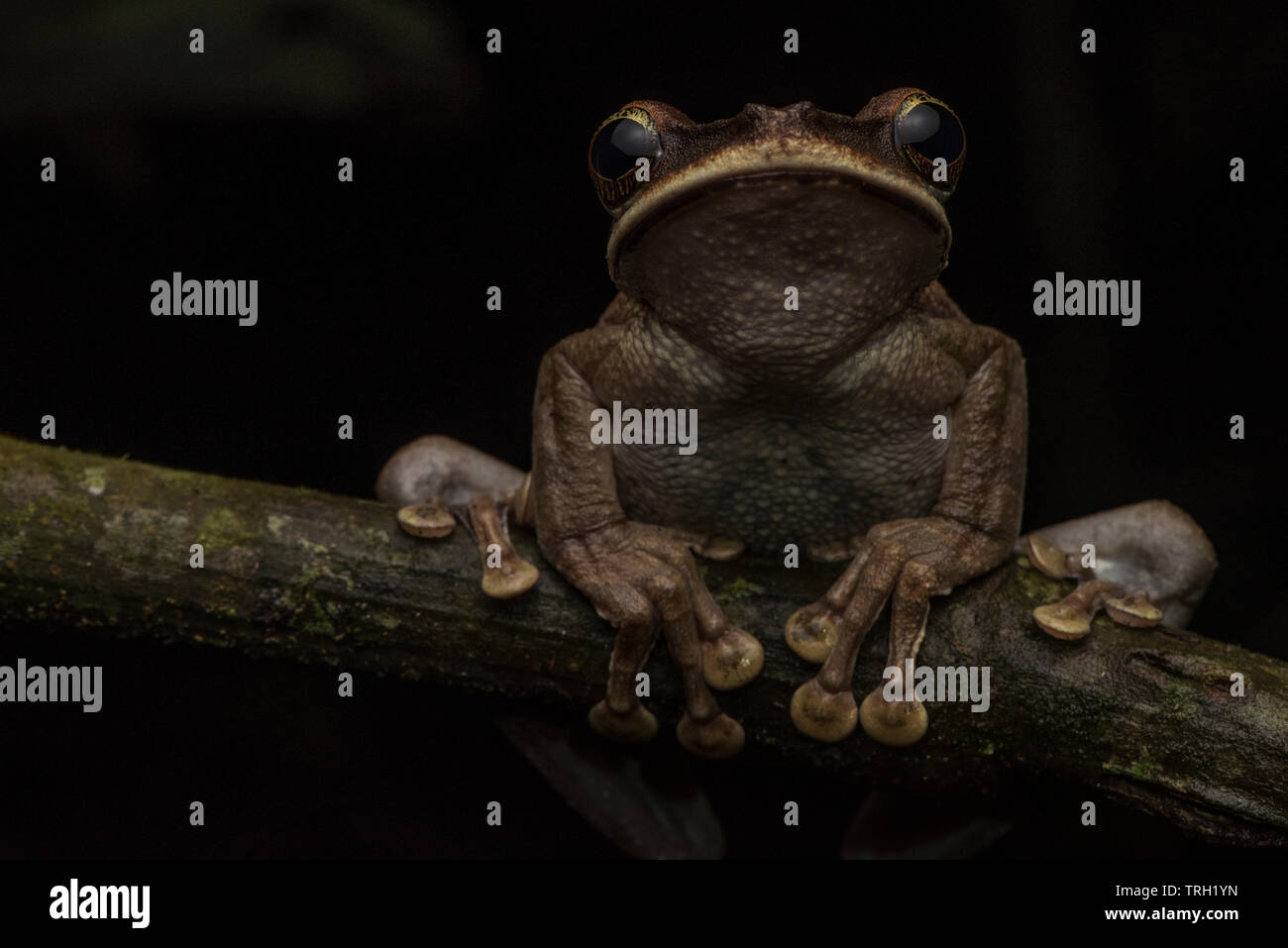 A tree frog (Osteocephalus yasuni) from the Amazon rainforest in Yasuni ...
