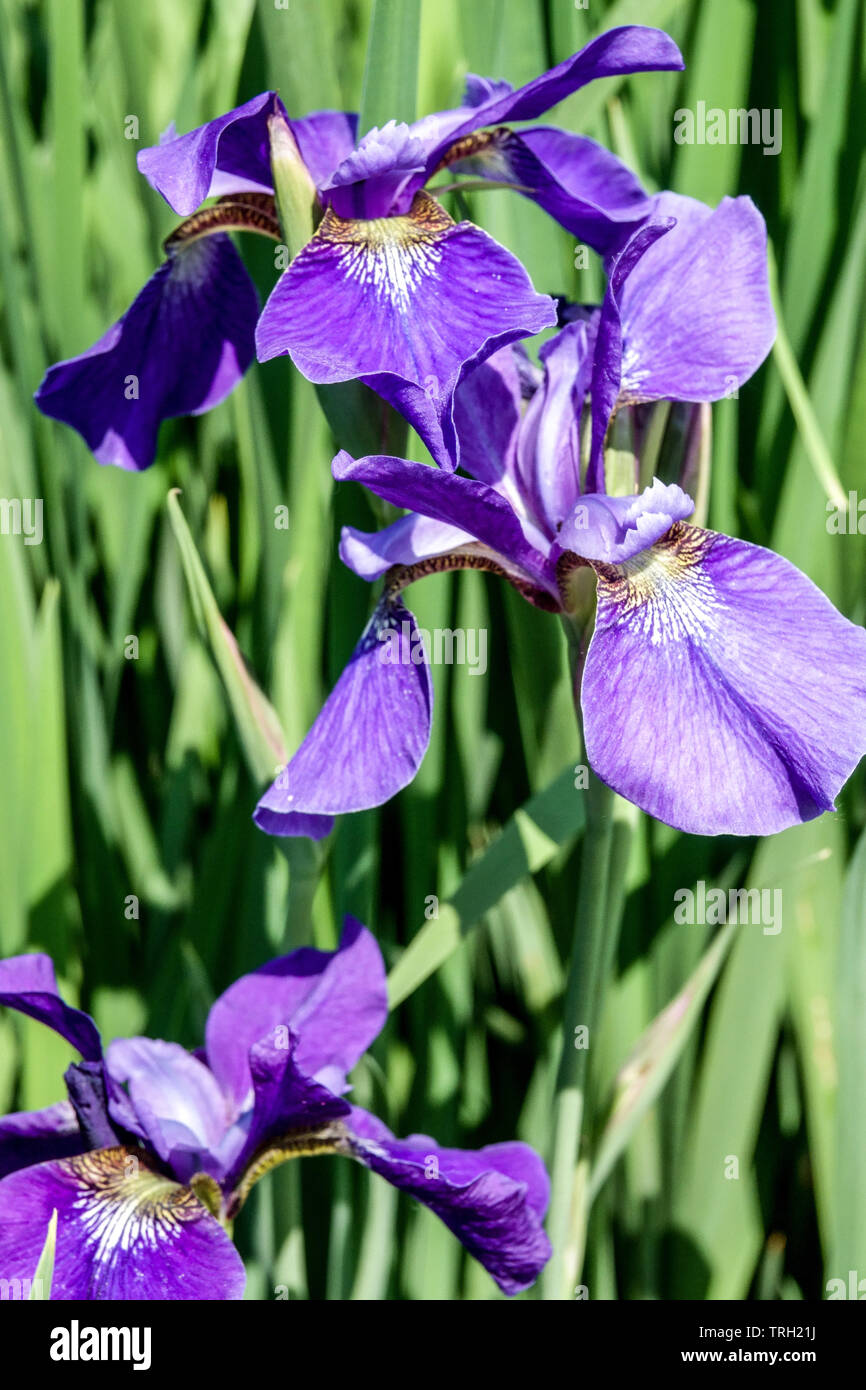 Siberian iris sibirica irises hi-res stock photography and images - Alamy