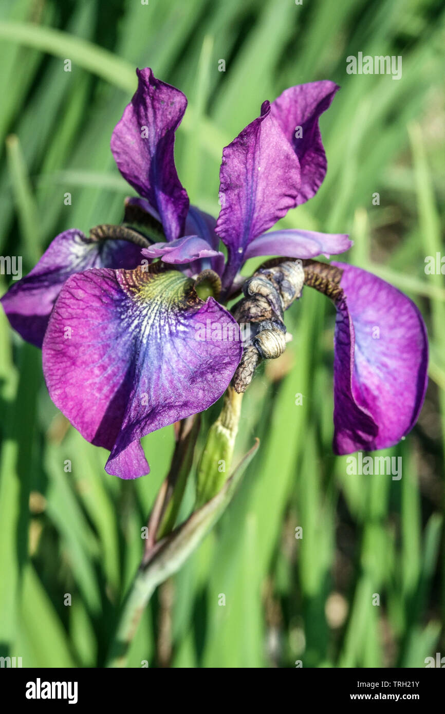 Close up siberian iris iris sibirica hi-res stock photography and ...