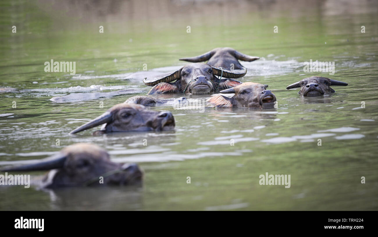 Buffalos bathing in water hi-res stock photography and images - Alamy