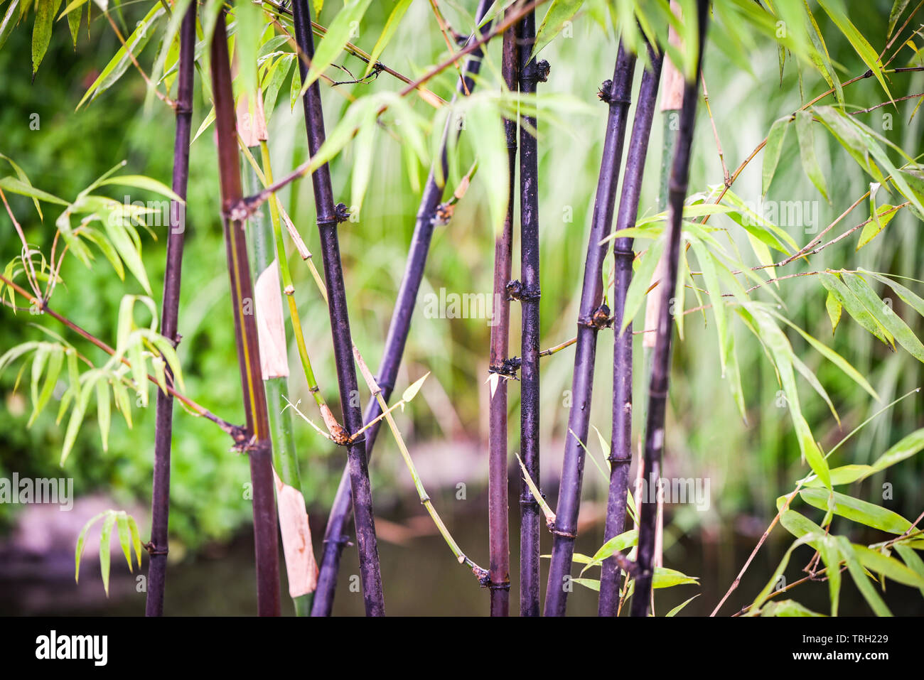 Black bamboo tree natural growing in the garden park Stock Photo - Alamy