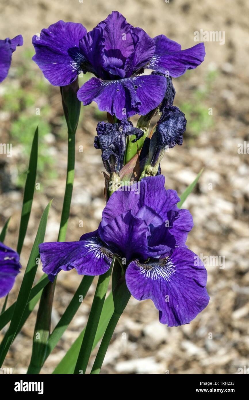 Prussian blue hi-res stock photography and images - Alamy