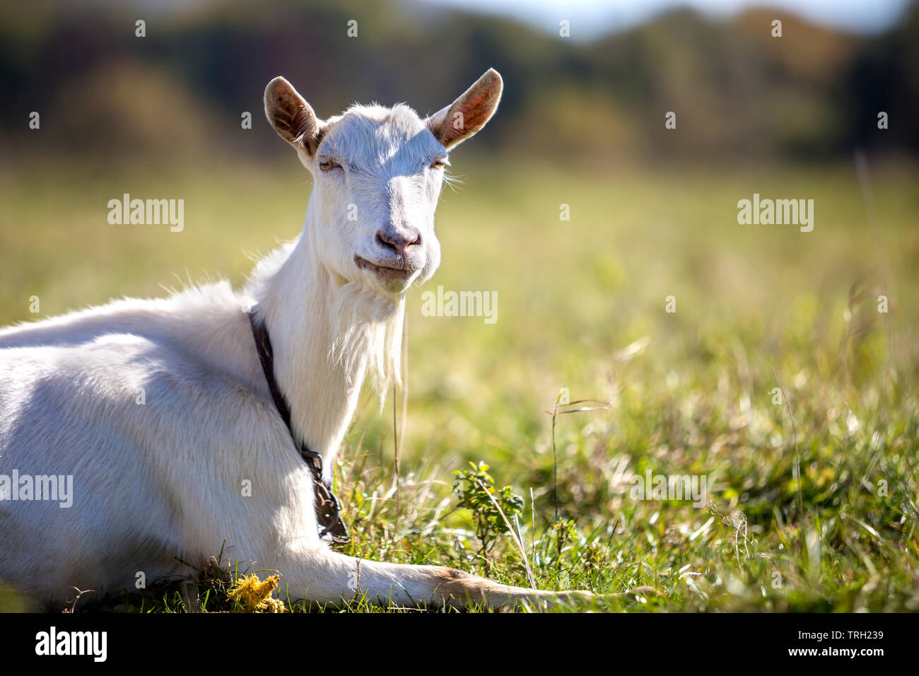 Portrait of white goat with beard on blurred bokeh background. Farming ...