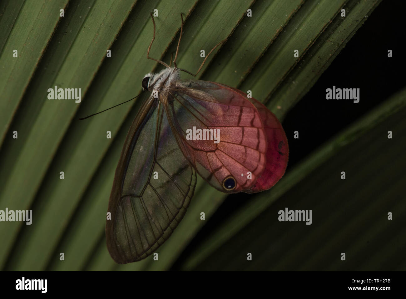 A blushing phantom (Cithaerias pireta) a clear winged butterfly from ...