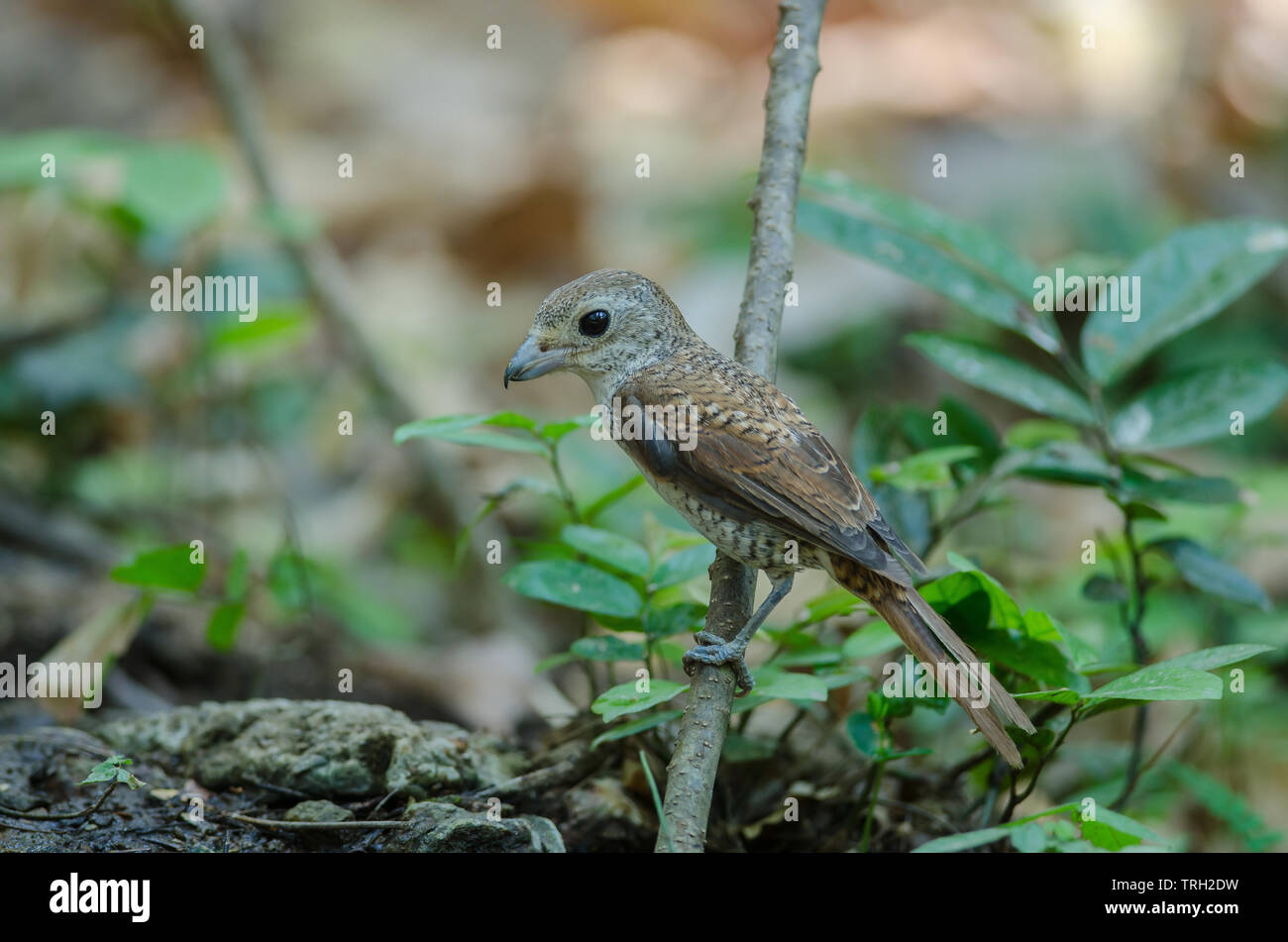 Tiger Shrike (Lanius tigrinus) standing on a branch in nature Stock ...