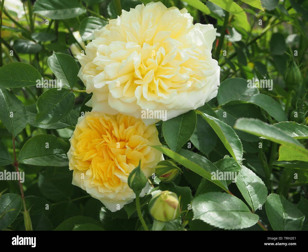 Two yellow "Pilgrim" roses, fully open in an English garden Stock Photo ...