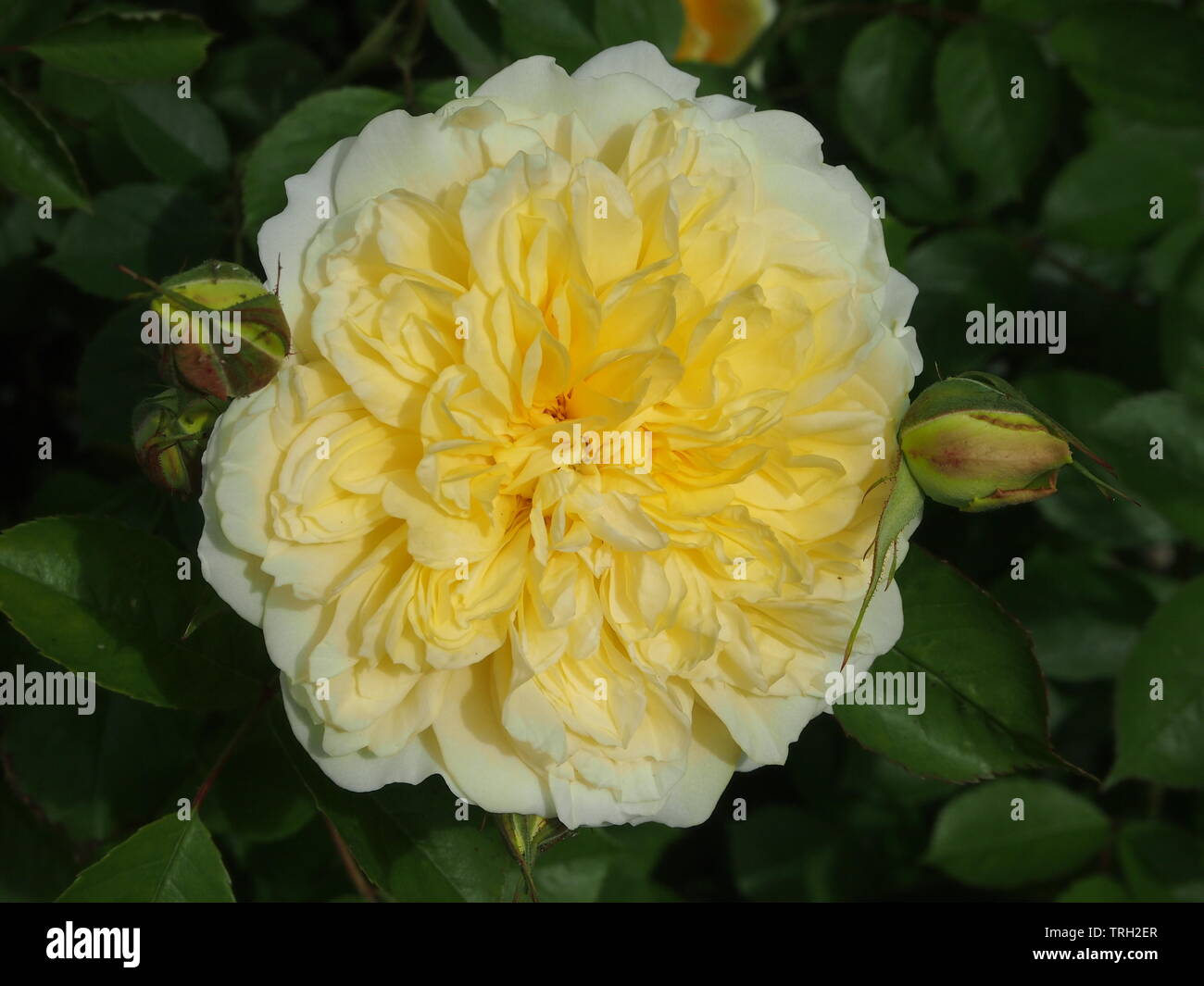 Yellow "Pilgrim" rose, fully open in an English garden Stock Photo - Alamy