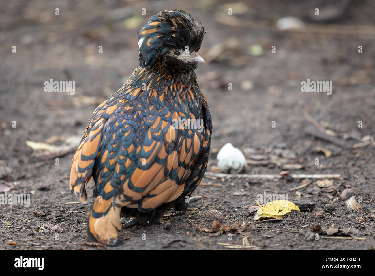 Small hen with big crest sitting in the yard Stock Photo - Alamy