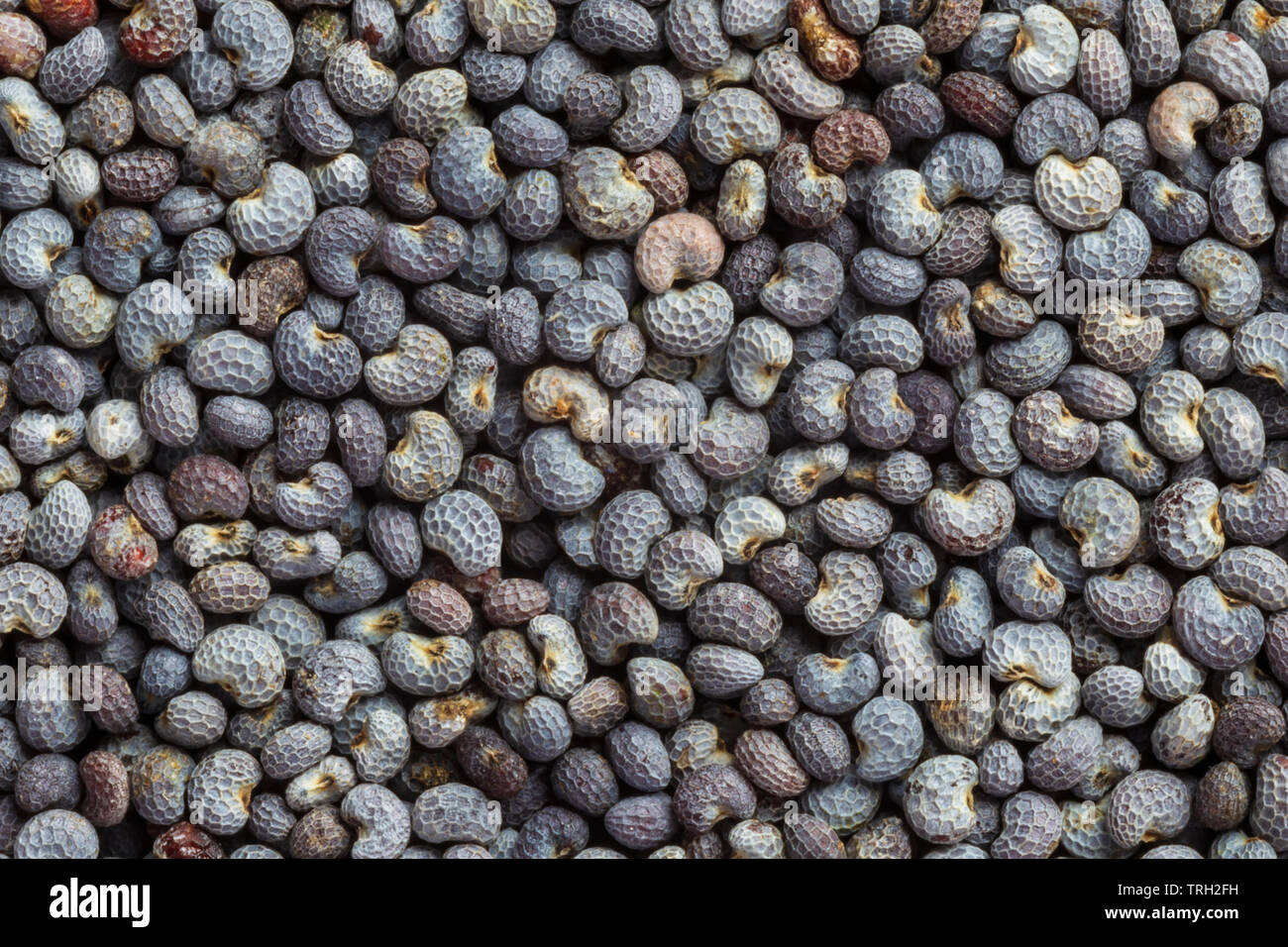 extreme close up of black poppy seeds Stock Photo - Alamy