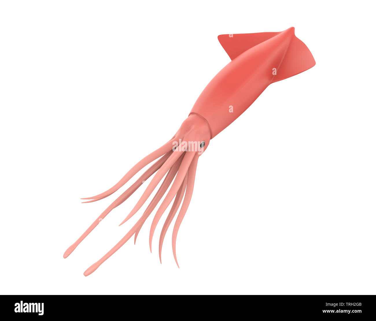Squid Animal Isolated Stock Photo - Alamy