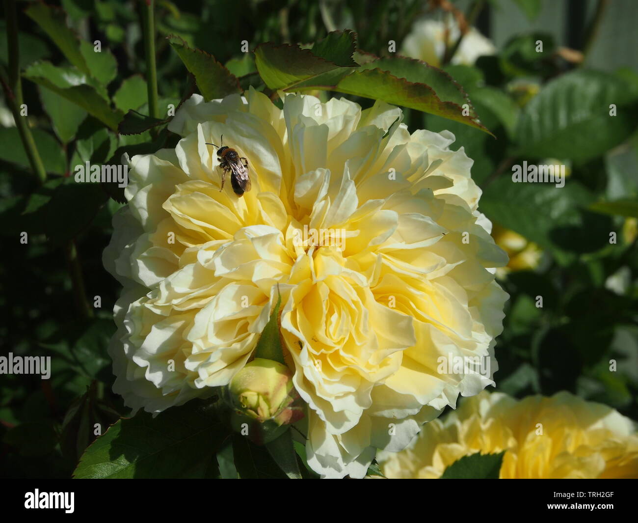 Yellow rose flower "Pilgrim" with fly among the petals Stock Photo - Alamy