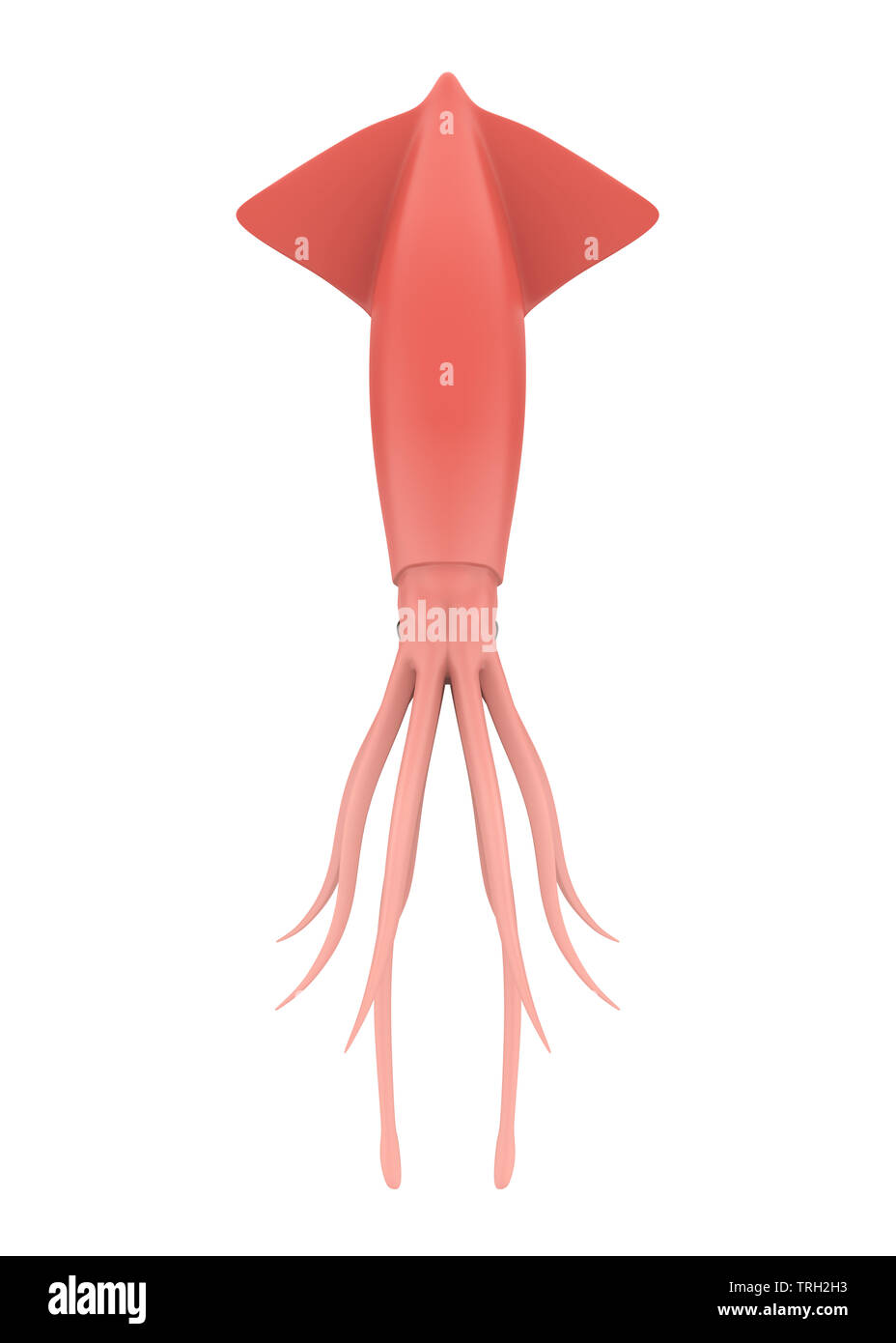 Squid Animal Isolated Stock Photo - Alamy