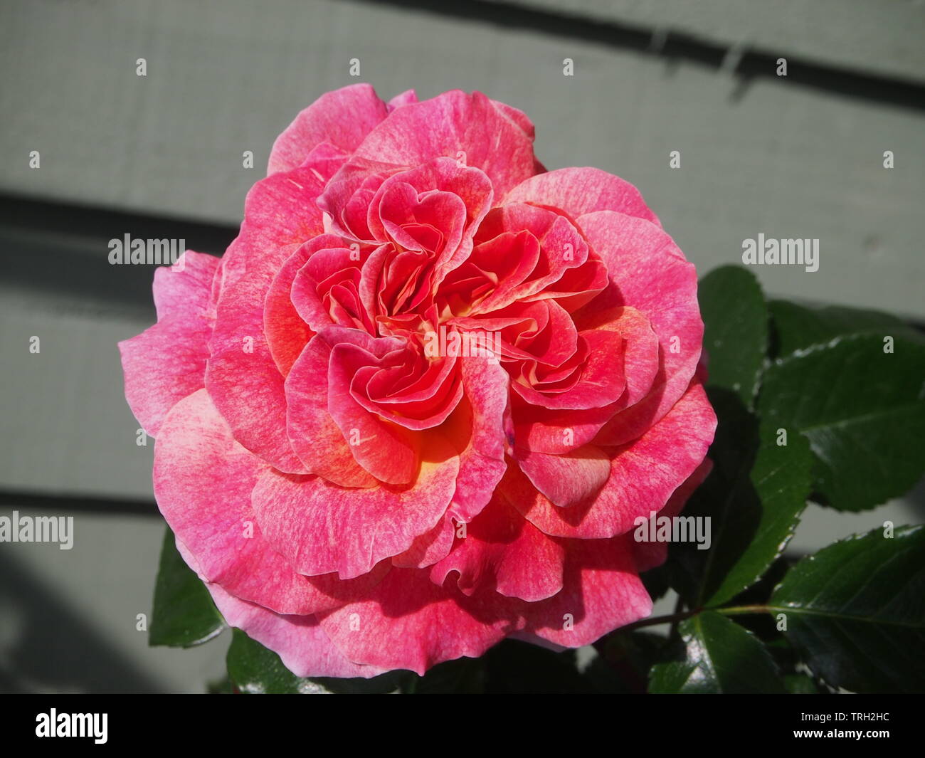 Designer sunset rose hi-res stock photography and images - Alamy