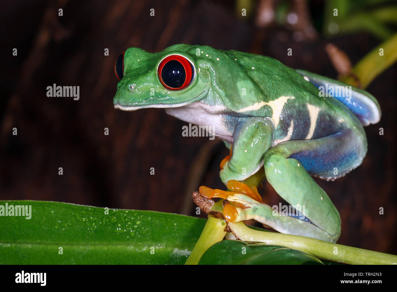 Red eyed tree frog sitting on the pitcher plant stem and looking down ...