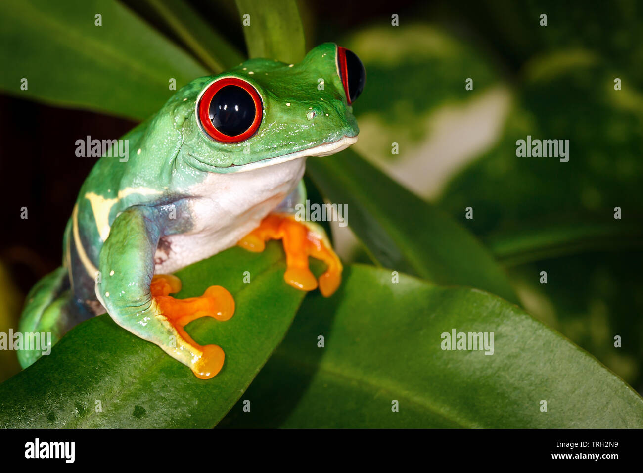Pitcher plant with frog hi-res stock photography and images - Alamy