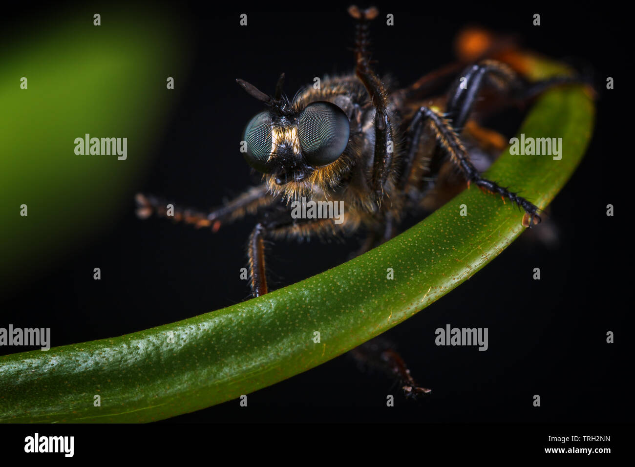 The terrible fly are sitting on the plant and scaring Stock Photo - Alamy