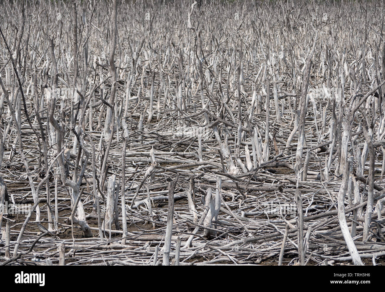 Many dead trees on the ground Stock Photo - Alamy
