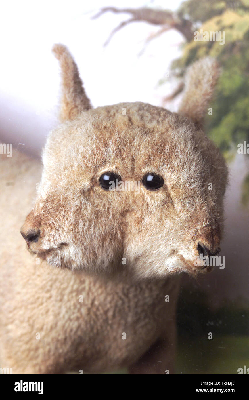 Walter Potter Squirrels