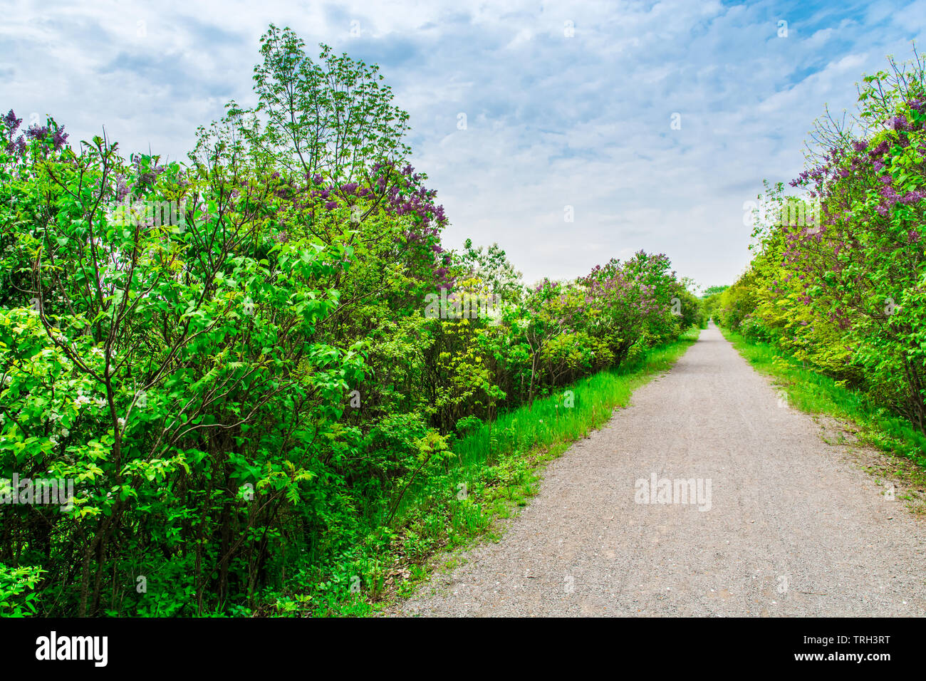 Hiking trail showing path between trees Stock Photo - Alamy