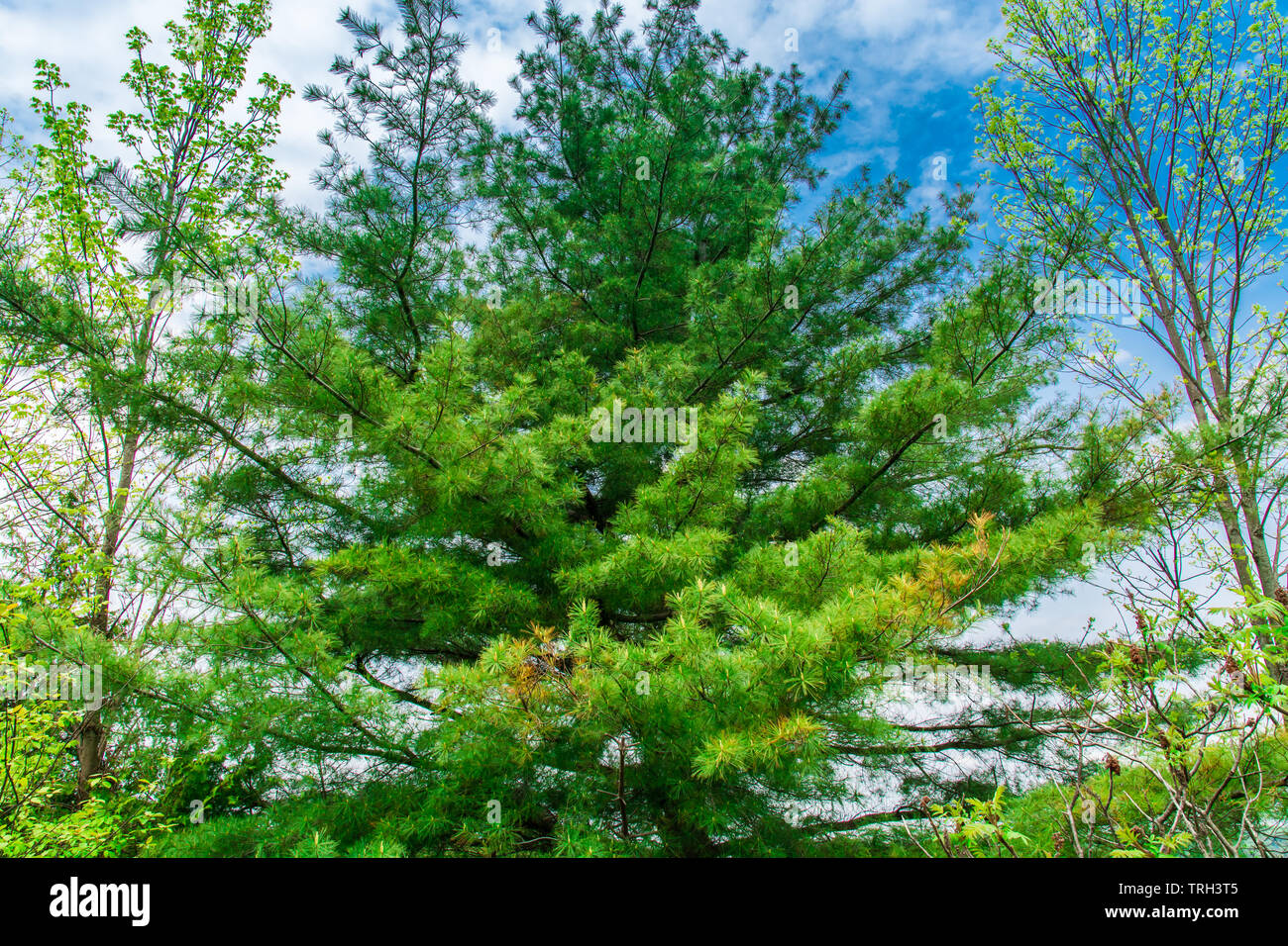 Robust Pine tree against blue sky background Stock Photo - Alamy