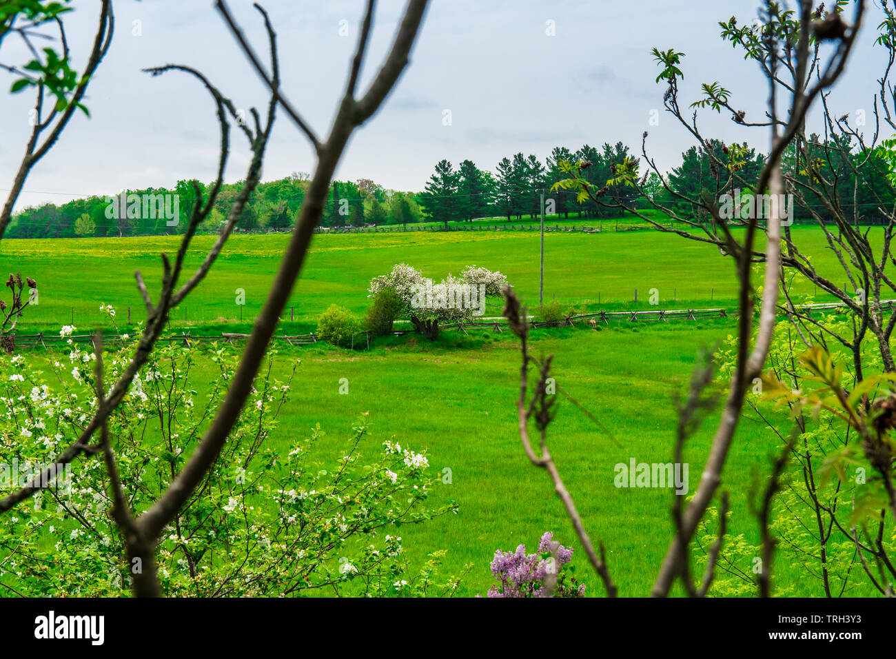 Tree with white flowers isolated in green farm field Stock Photo - Alamy