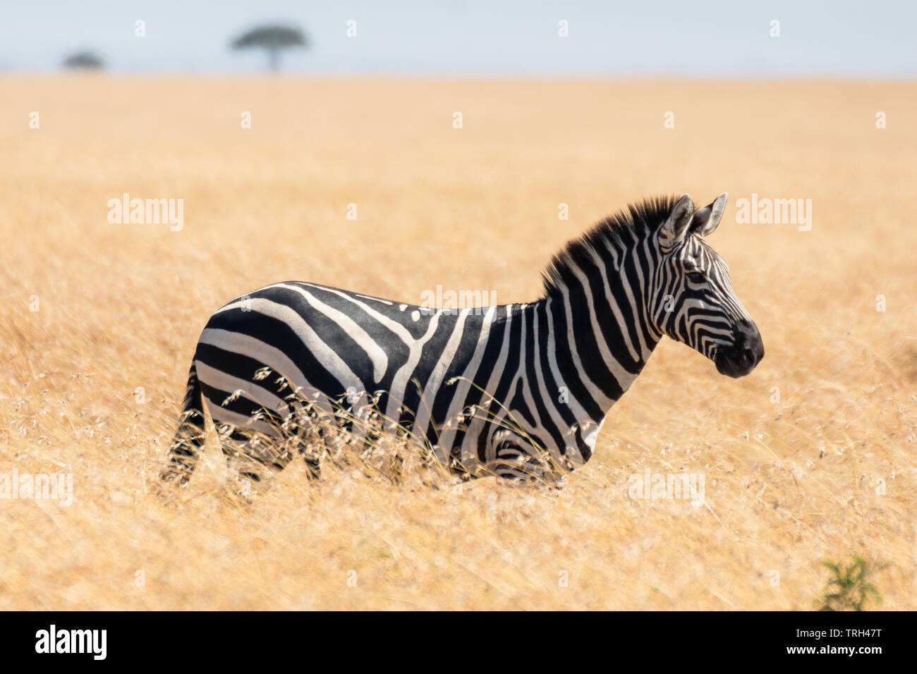 Zebra in african savannah, at Masai Mara , Kenia Stock Photo - Alamy
