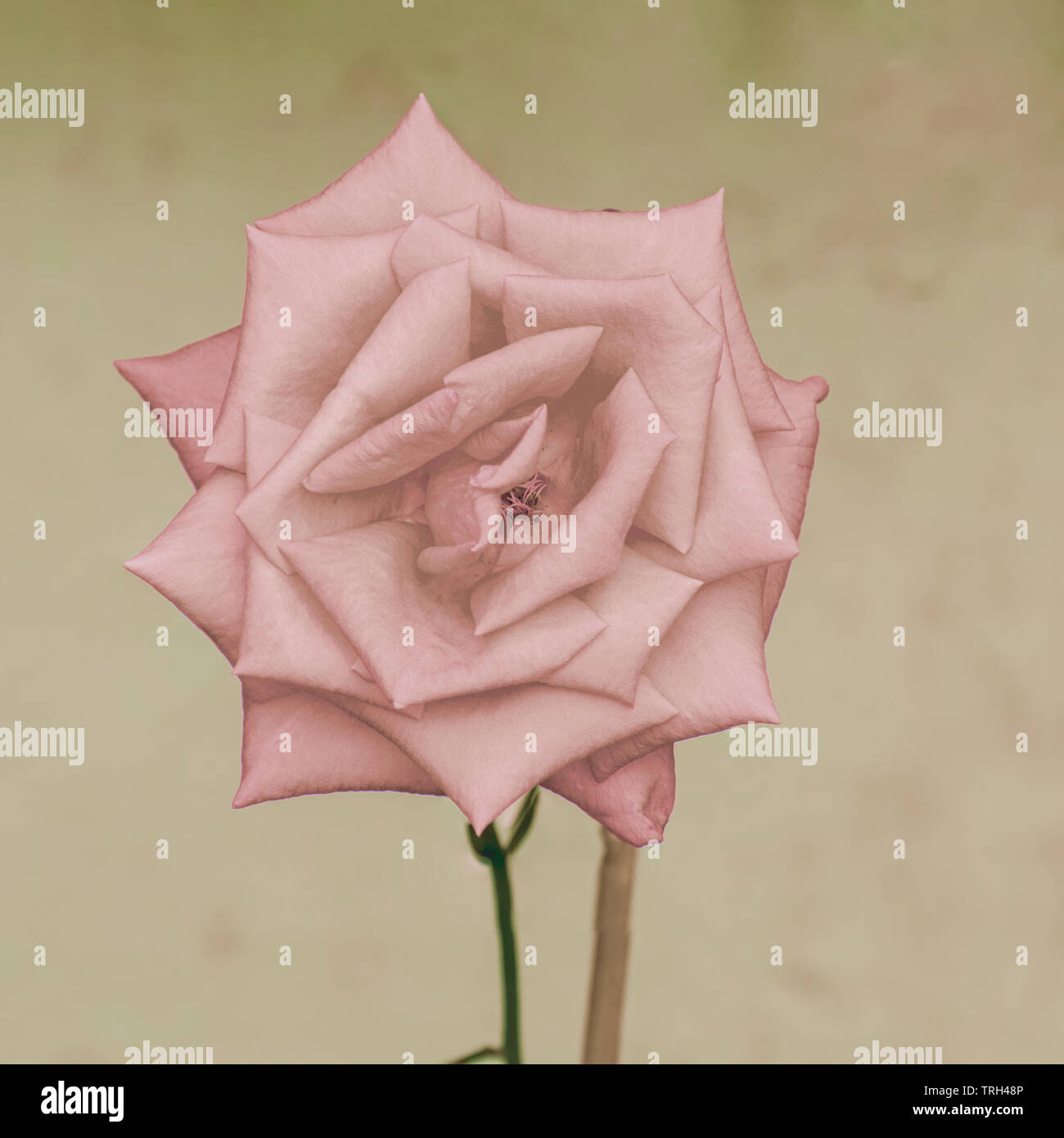 Faded pink roses hi-res stock photography and images - Alamy