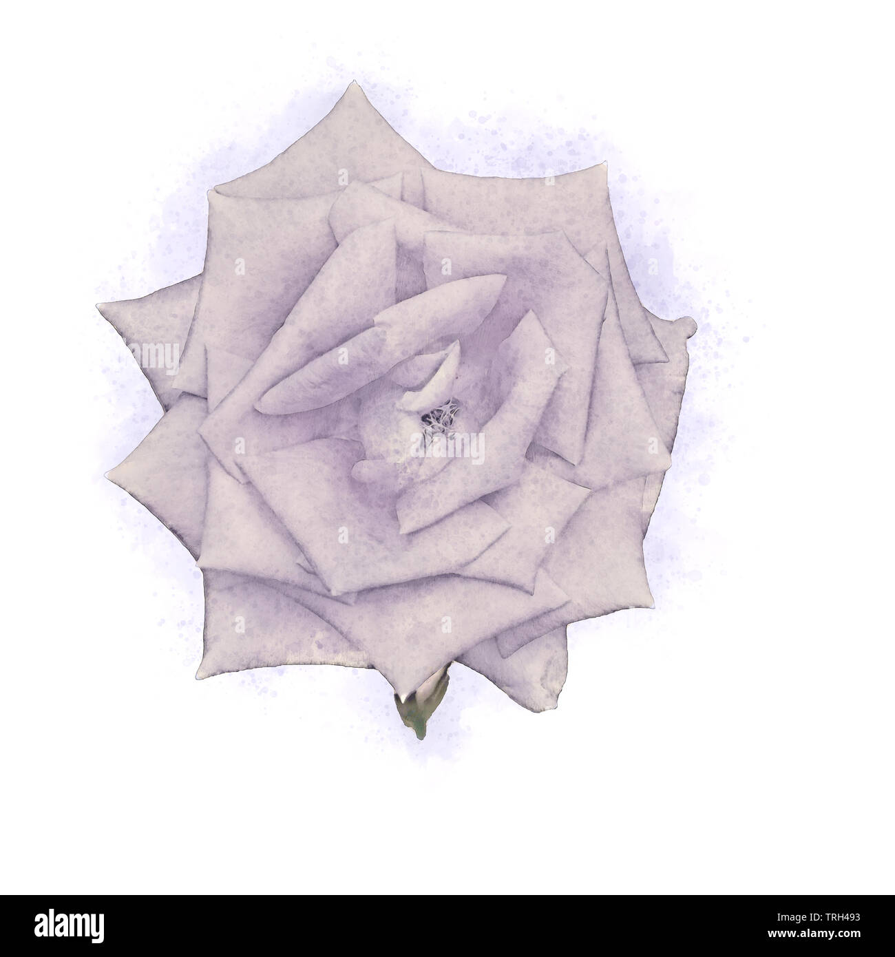 Vintage flower drawing close up hi-res stock photography and images - Alamy