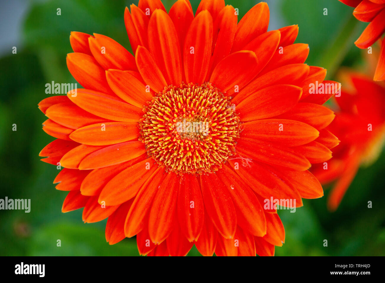 Spring Time Flower Green Garden Stock Photo - Alamy